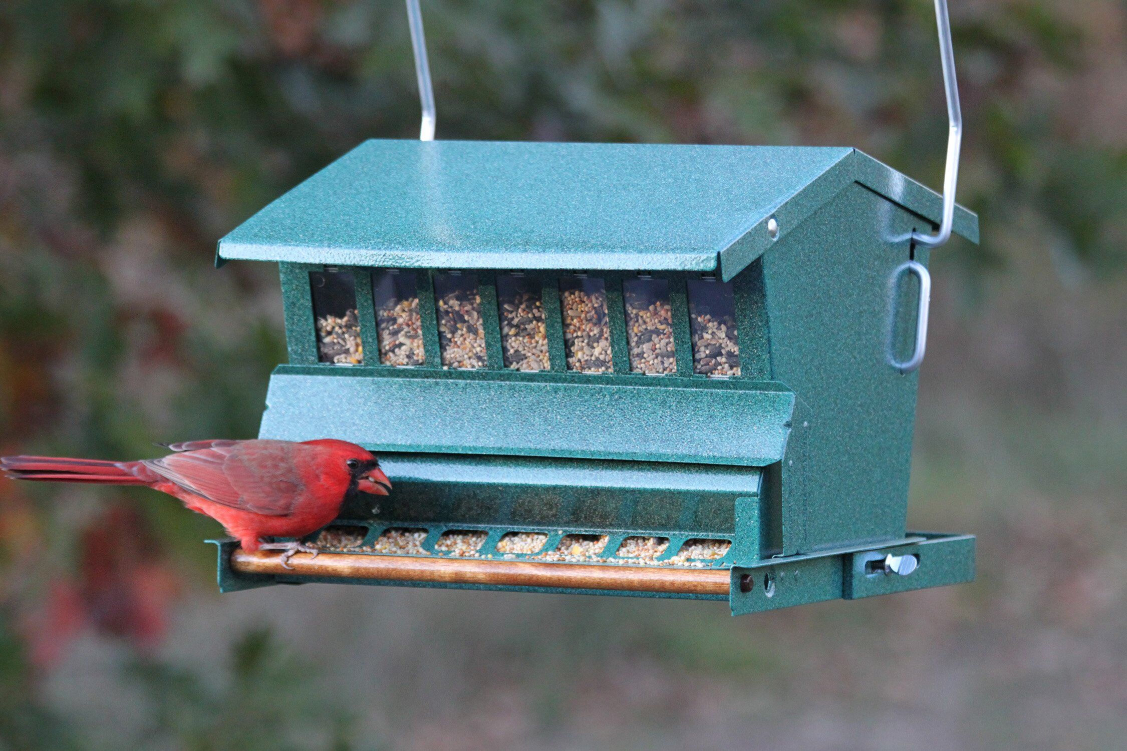 The Best Cardinal Bird Feeder (Expert Picks Backed by Science & Field ...