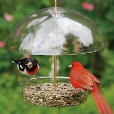 The Best Cardinal Bird Feeder (Expert Picks Backed by Science & Field ...