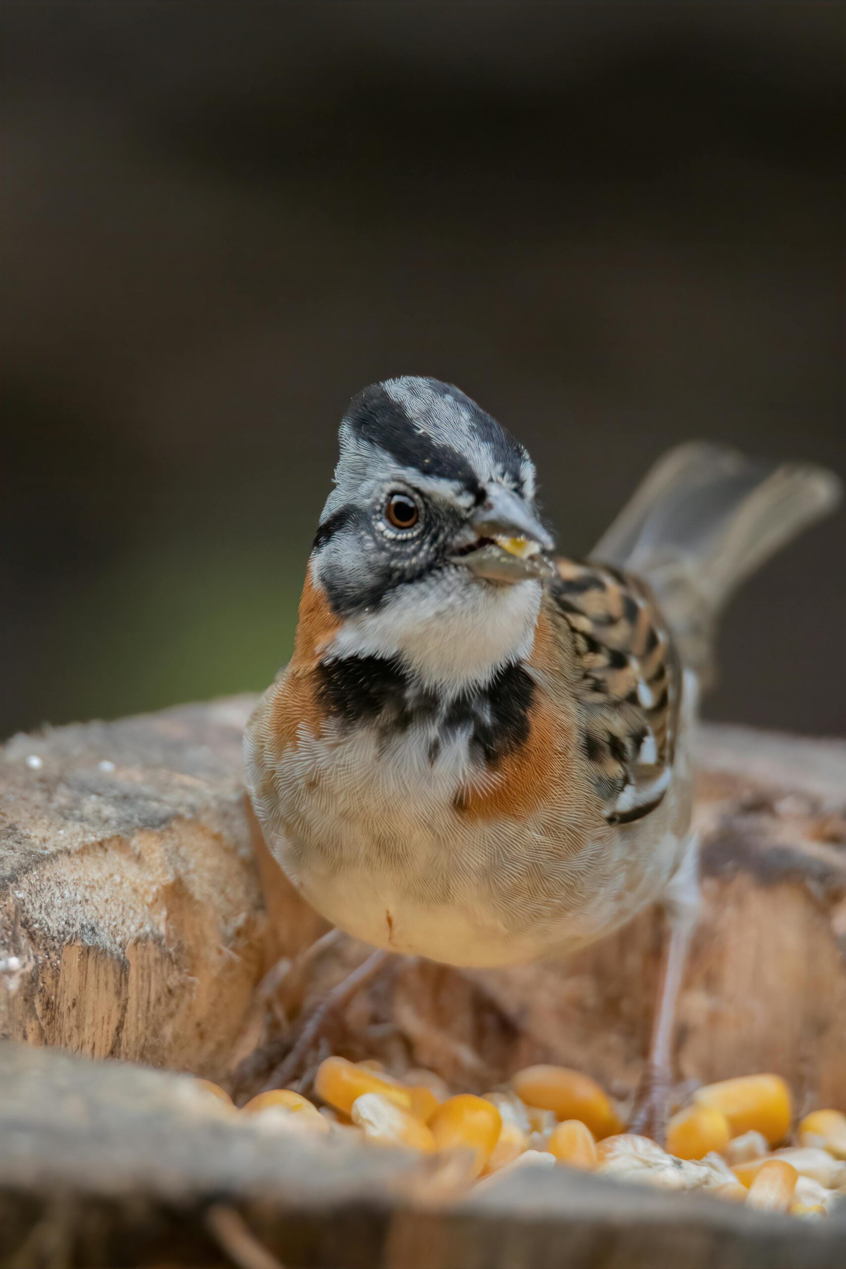 How to Get Rid of Sparrows (Without Giving Up on Your Backyard Birds ...