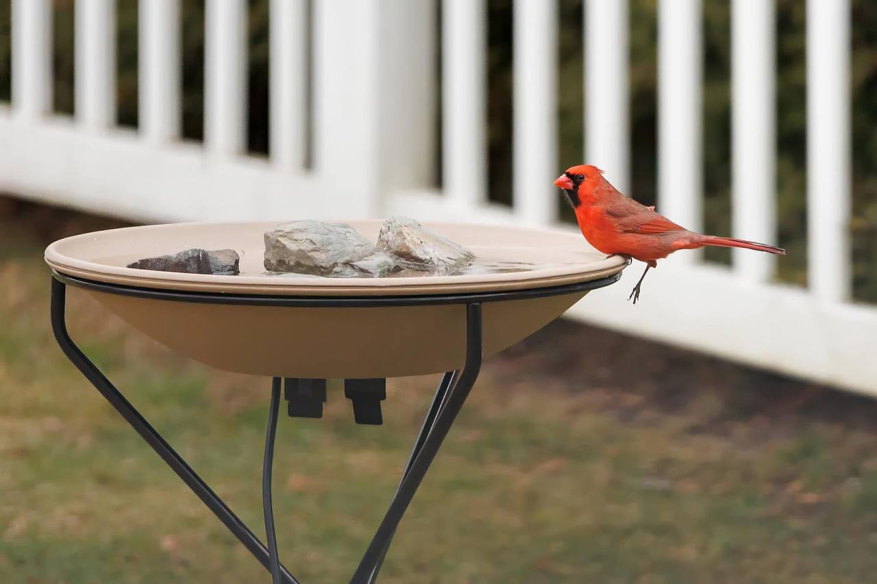 How to Attract Cardinals to Your Yard: Everything you need to know ...