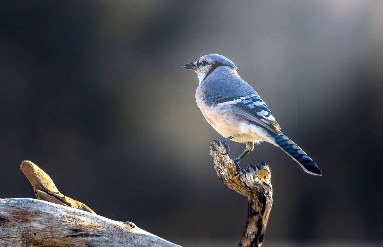 What Do Blue Jays Eat? Unlocking the Secrets of Their Year-Round Diet ...