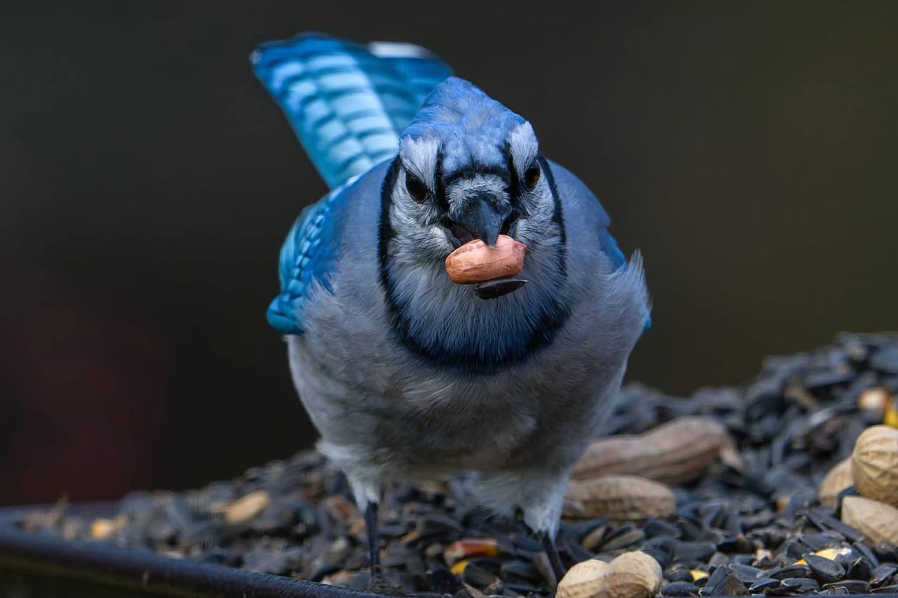 What Do Blue Jays Eat? Unlocking the Secrets of Their Year-Round Diet ...