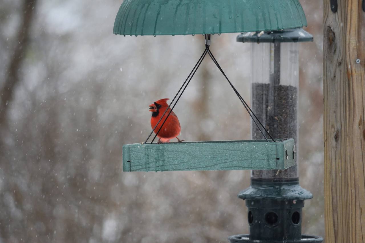 The Best Cardinal Bird Feeder (Expert Picks Backed by Science & Field ...