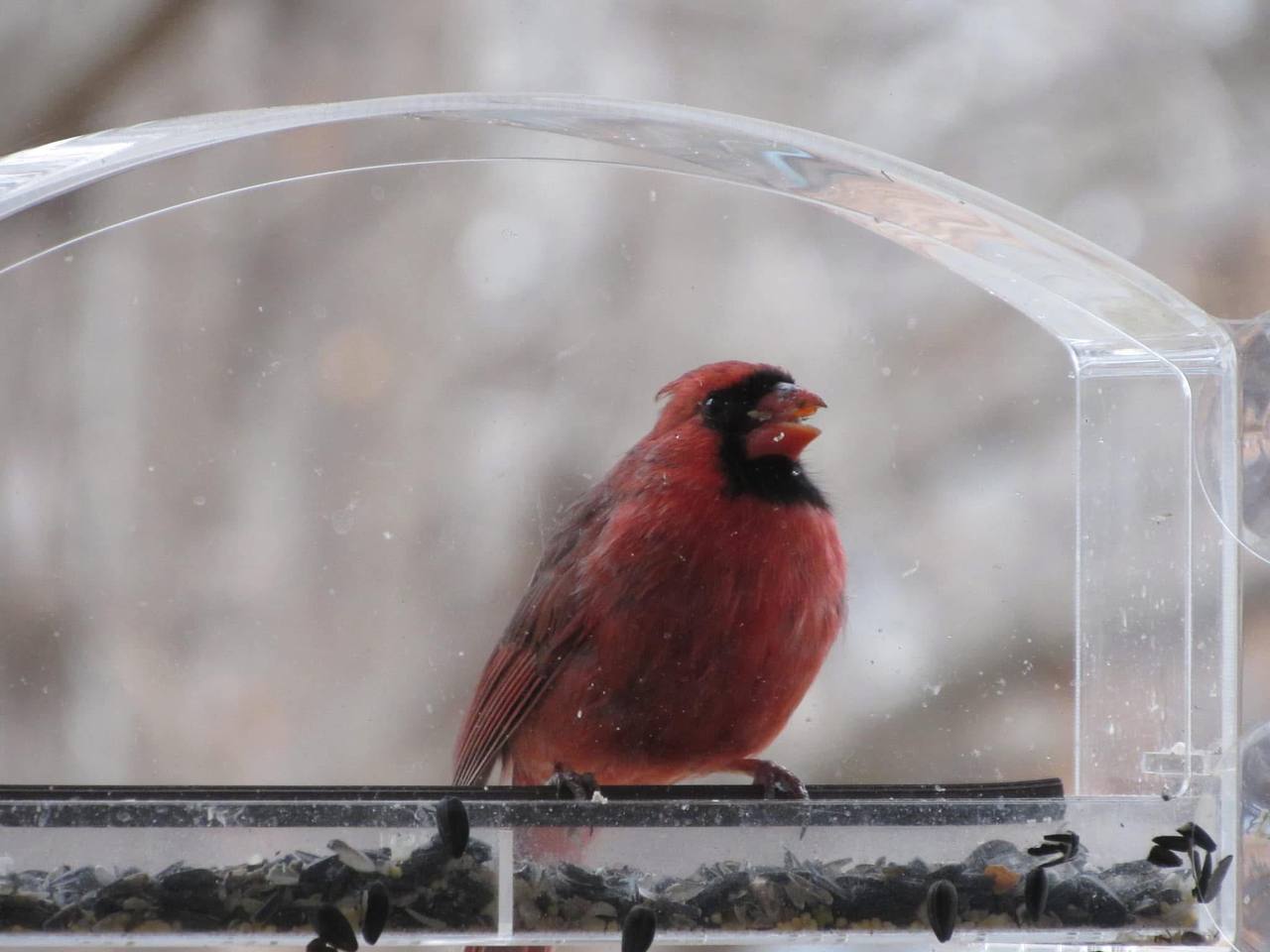 The Best Cardinal Bird Feeder (Expert Picks Backed by Science & Field ...