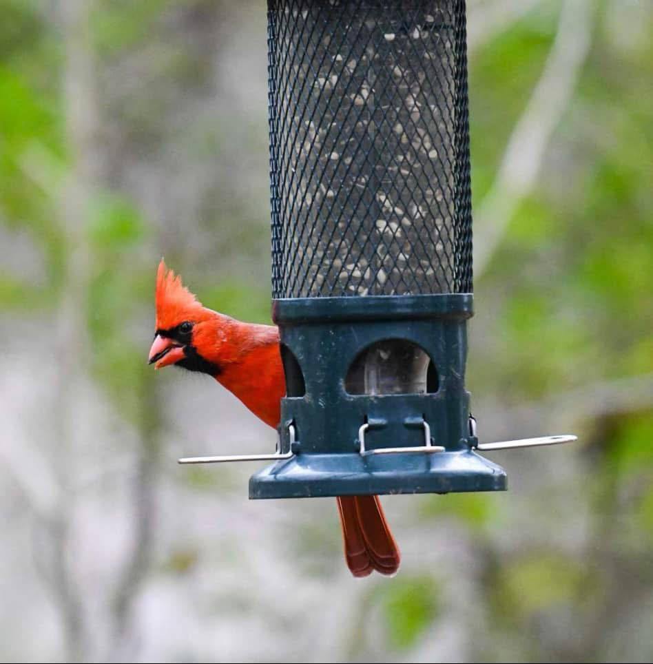 The Best Cardinal Bird Feeder (Expert Picks Backed by Science & Field ...