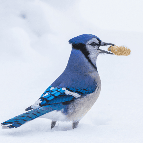 Do Blue Jays Migrate in Winter? Do they Stay or Go? – birdingnow.com