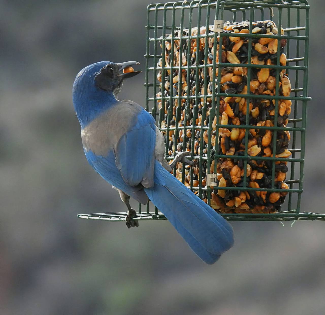 Suet for Birds: A Winter Superfood That Brings Your Backyard to Life ...